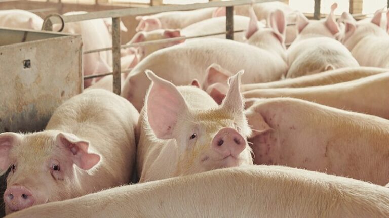 🐷 AI Learns Pig Talk: Making Pigs Happier on the Farm! - News for ...