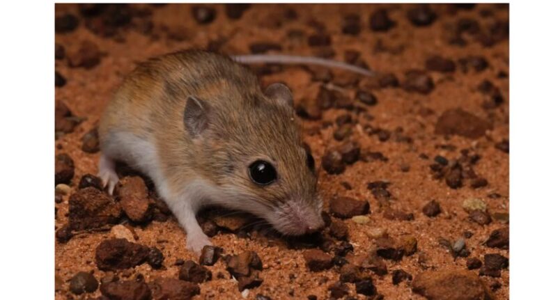 🐭 Aussie Discovery: Two New Tiny Rodent Species Unveiled! - News for ...