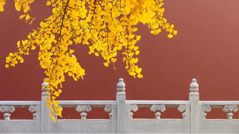 Beijing’s Autumn Magic: Golden Ginkgo Leaves Illuminate Ancient ...