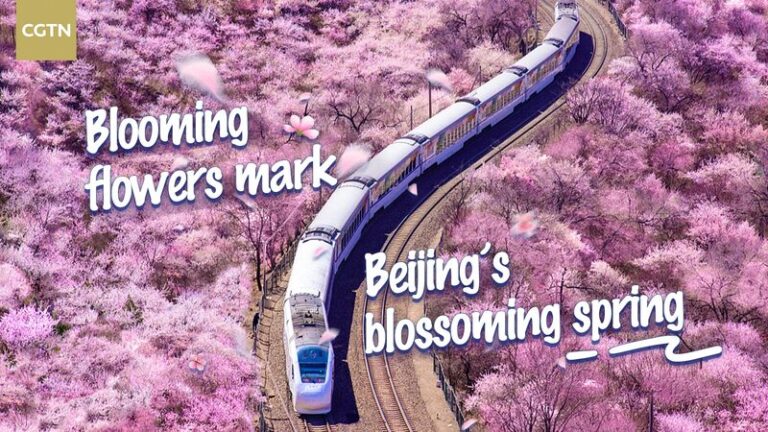Beijing’s Blossoming Spring: Stroll Through Seas of Flowers 🌸 - News ...