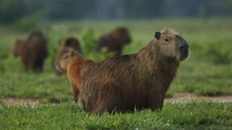Brazilian Student Uses AI to Save Wildlife from Roadkill 🚗🐾 - News for ...