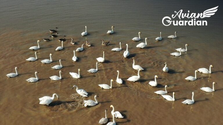 Defending the Skies: Ranger Huang’s Mission to Protect Ancient Bird ...