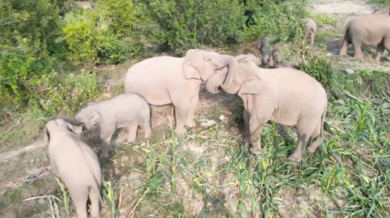 Elephant Family Reunion: 25 Wild Asian Elephants Feast in Yunnan 🐘🎉 ...