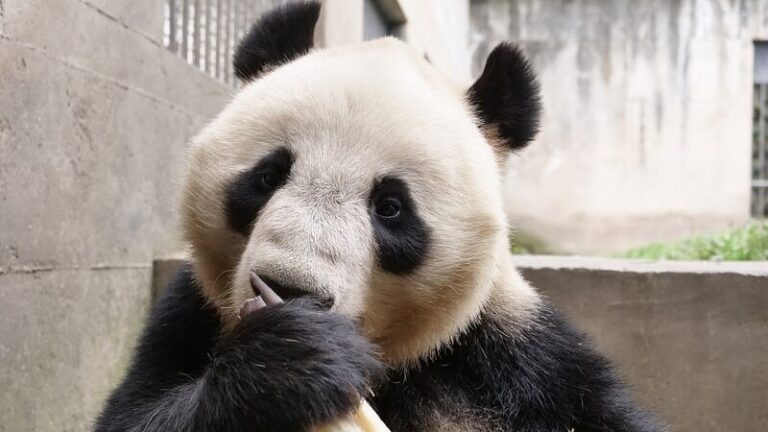 Four Adorable Giant Pandas Make Splashy Debut in Lanzhou 🐼🎉 - News for ...