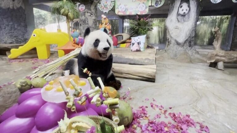 Giant Pandas Gong Gong and Shun Shun Celebrate Five Years on Hainan ...