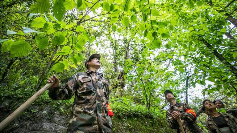 Guarding Guizhou’s Blossoming Treasures: Ranger Tends Chinese Dove ...