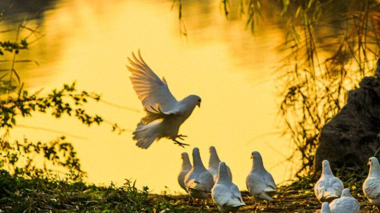 Over 100 White Doves Turn Shi Jing Cultural Park into a Winter ...