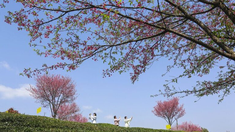 Rediscovering Spring: China’s Most Enchanting Blossoms Await 🌸 - News ...