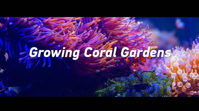 Reviving Coral Reefs: Chinese Scientists Nurture Underwater Gardens in ...