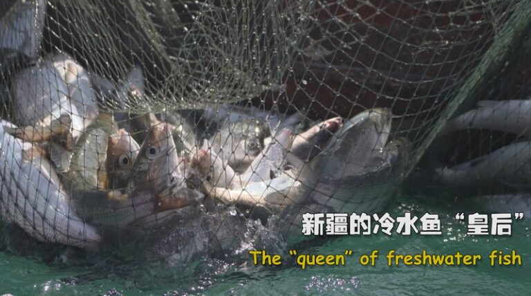Sayram Lake: Xinjiang’s Hidden Gem and the “Queen” of Freshwater Fish 🐟 ...