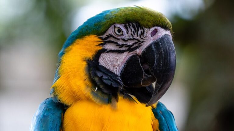 Scientists Unveil New Bird Family Tree, Redefining Avian Evolution 🐦🌳 ...