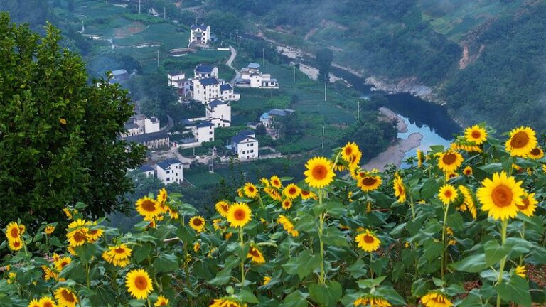Shitan Village: China’s Hidden Gem Blossoms into a Floral Wonderland 🌸 ...