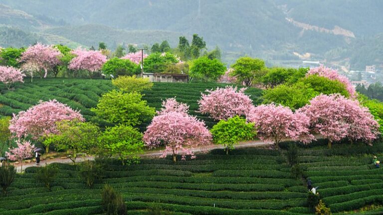 🌸 Sip Spring Tea Amidst Blooming Cherry Blossoms in Fujian’s Yongfu ...