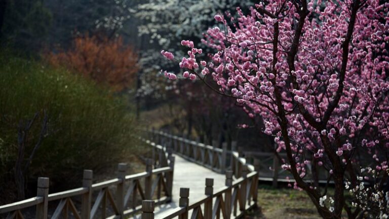 Spring Blooms: Xiangshan Park Turns into Beijing’s Floral Wonderland 🌸 ...