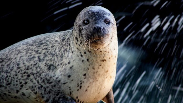 Ten Spotted Seals Make a Splash Back into the Wild off China’s Dalian ...