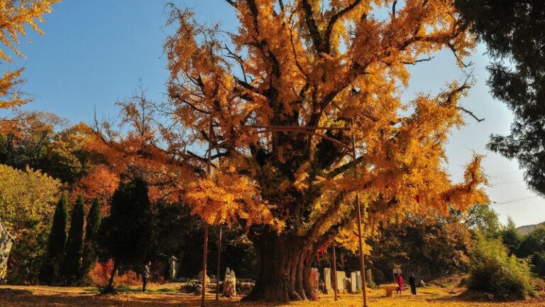 The Chinese mainland Unveils Tagging System for Ancient Trees - News ...