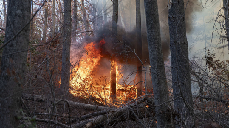 Wildfires Rage in Carolinas: More Evacuations Ordered - News for amigos, by amigos