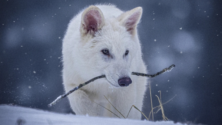 Reviving the Past: Genetically Engineered Dire Wolves - News for amigos ...
