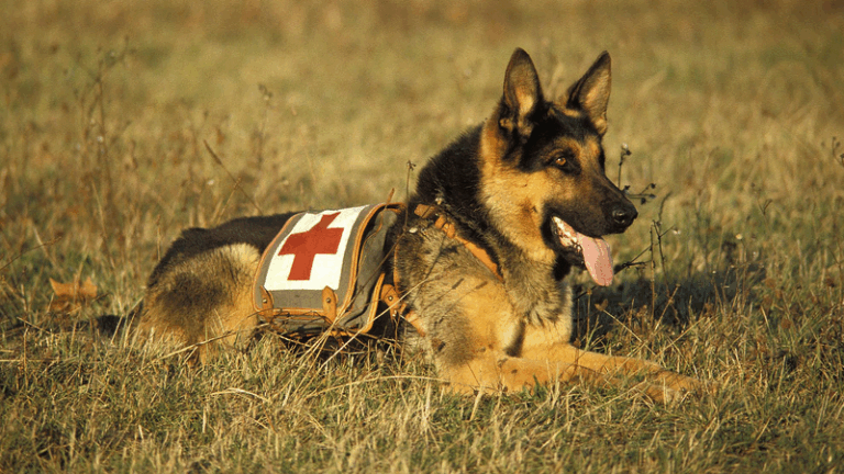 Labor Day Spotlight: Celebrating Guide Dogs & Animal Heroes - News for ...