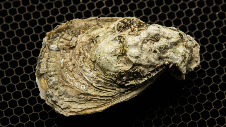 Oyster Fossils Unlock Climate History - News for amigos, by amigos