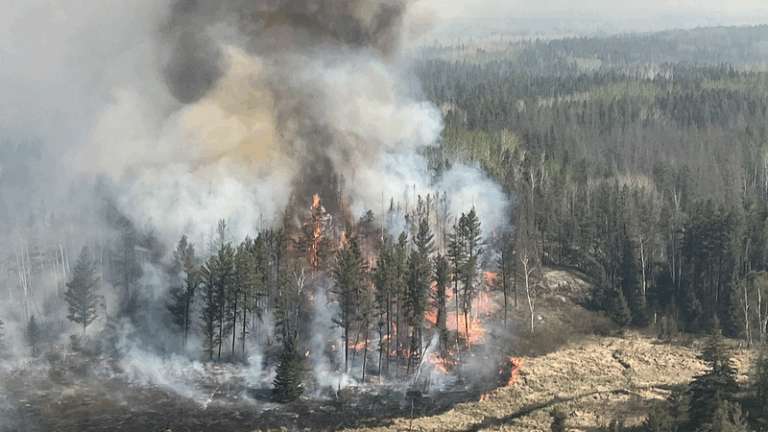 Wildfires Slash Forest Recovery: New Study Warns - News for amigos, by ...