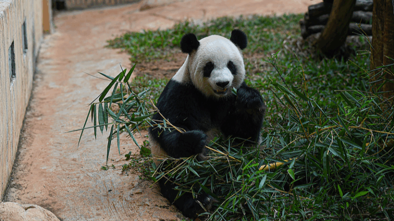 Inside the Daily Life of Panda Brothers in Hainan - News for amigos, by ...