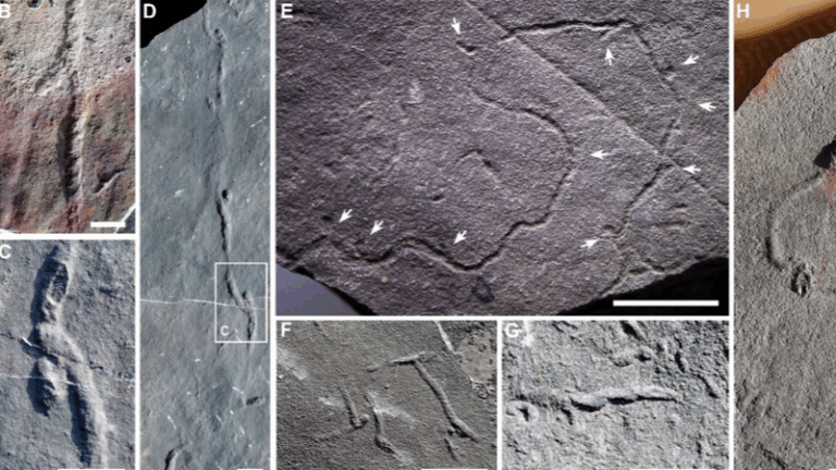 Ancient Burrows Reveal Complex Animal Behavior 10M Years Earlier - News ...