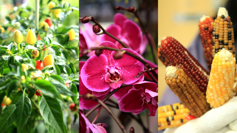 High-Tech Farming in Rizhao Blooms for the Holidays - News for amigos ...