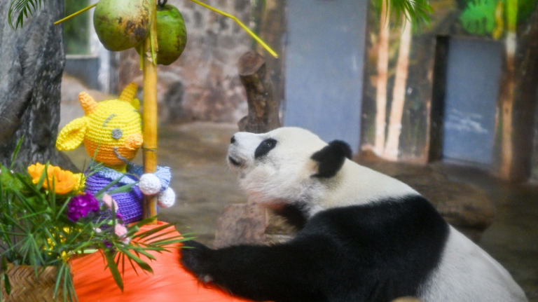 Panda Playtime in Hainan: Meet Shun Shun and Gong Gong - News for ...