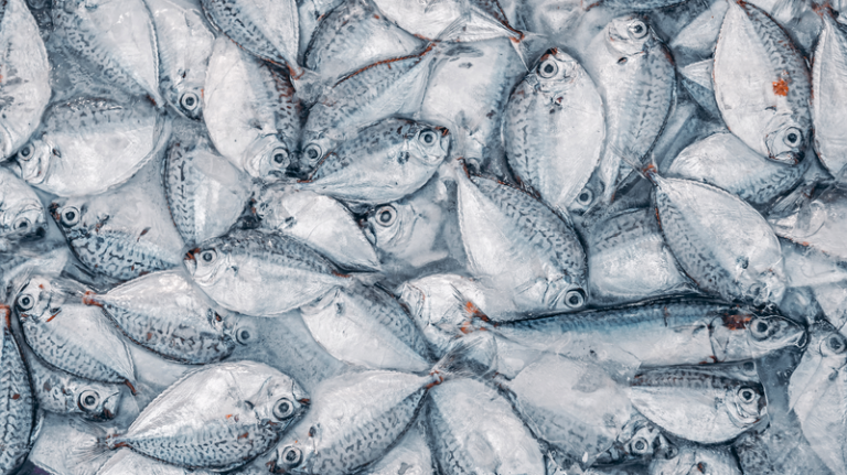 Study Maps PFAS ‘Forever Chemicals’ Journey from Fish to Humans - News ...