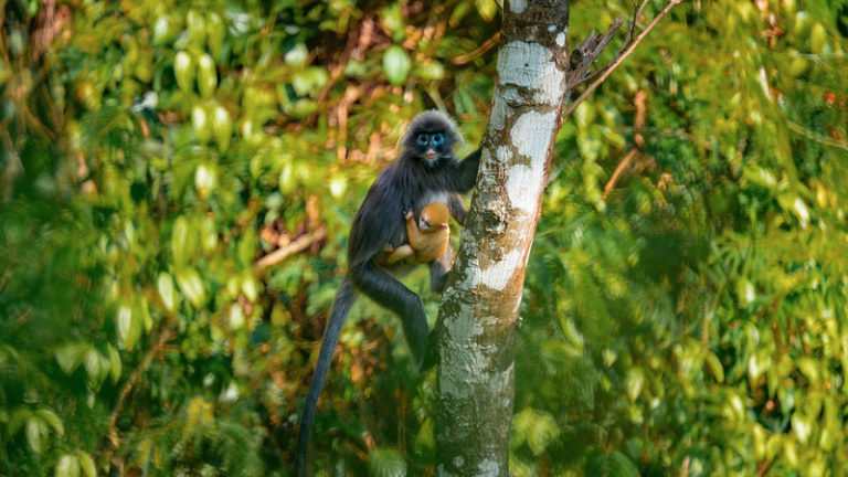 Golden New Life: Baby Langur Spotted in Yunnan - News for amigos, by amigos