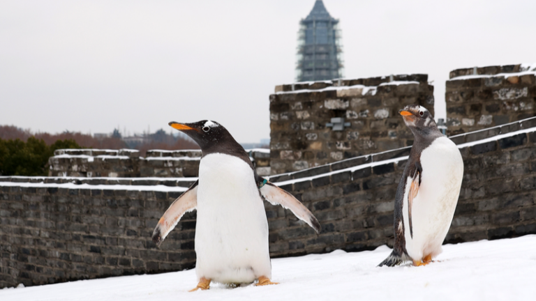 Snow Day! Penguins from Nanjing Underwater World Play at Zhonghua Gate ...