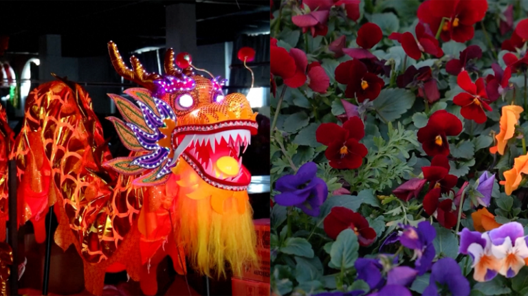 Spring Festival Buzz: Flower Markets Bloom and Dragon Lanterns Shine ...