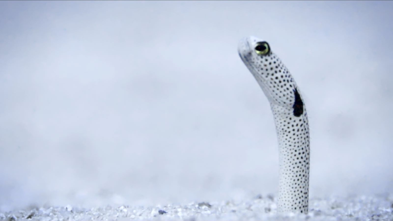Amazing Sansha – Episode 2: Discover the Garden Eel - News for amigos ...
